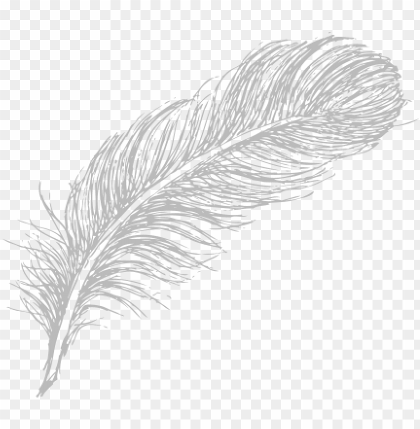 Free download | HD PNG feather drawing PNG transparent with Clear ...