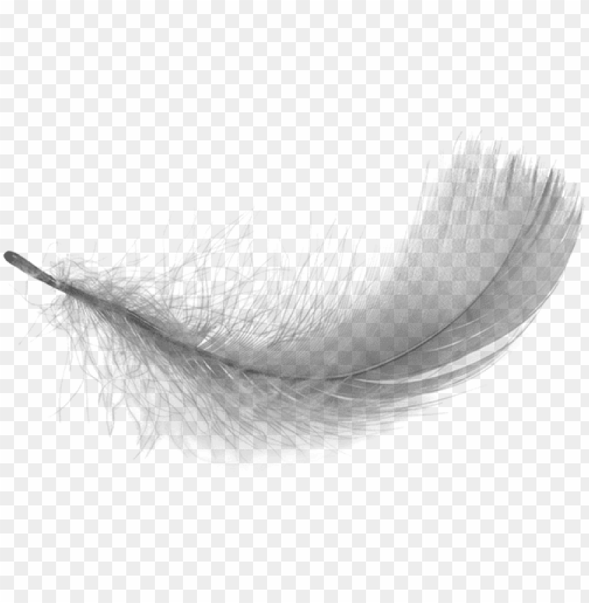 Free download | HD PNG feather png transparent background white feather ...