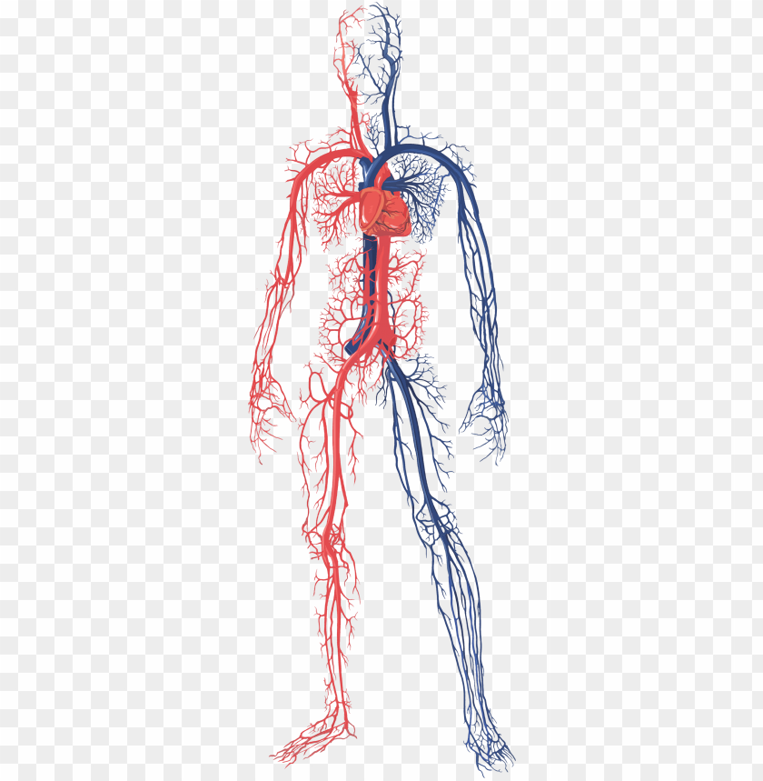Free download | HD PNG female circulatory system circulatory system of ...