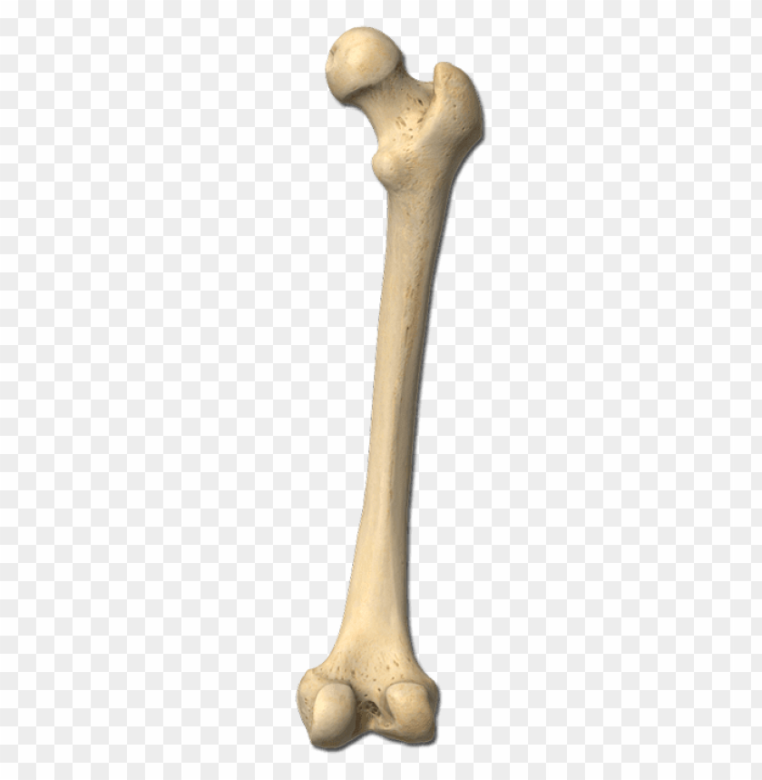 Free download | HD PNG Transparent background PNG image of femur bone ...