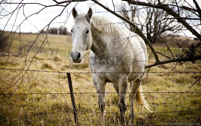 Free download | HD PNG fence grass horse tree wallpaper background best ...
