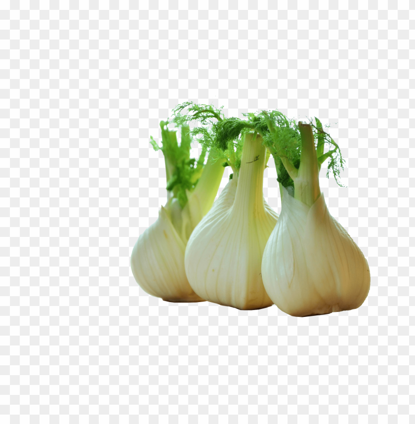 Free download | HD PNG fennel drawing celery PNG transparent with Clear ...