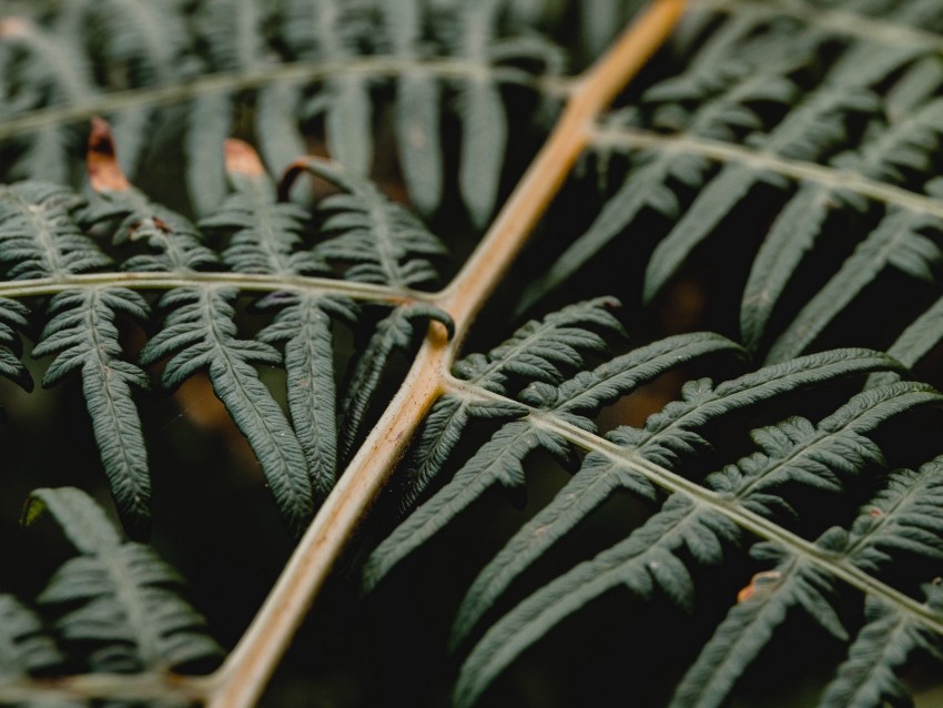 Free download | HD PNG fern branch leaves plant macro 4k wallpaper | TOPpng