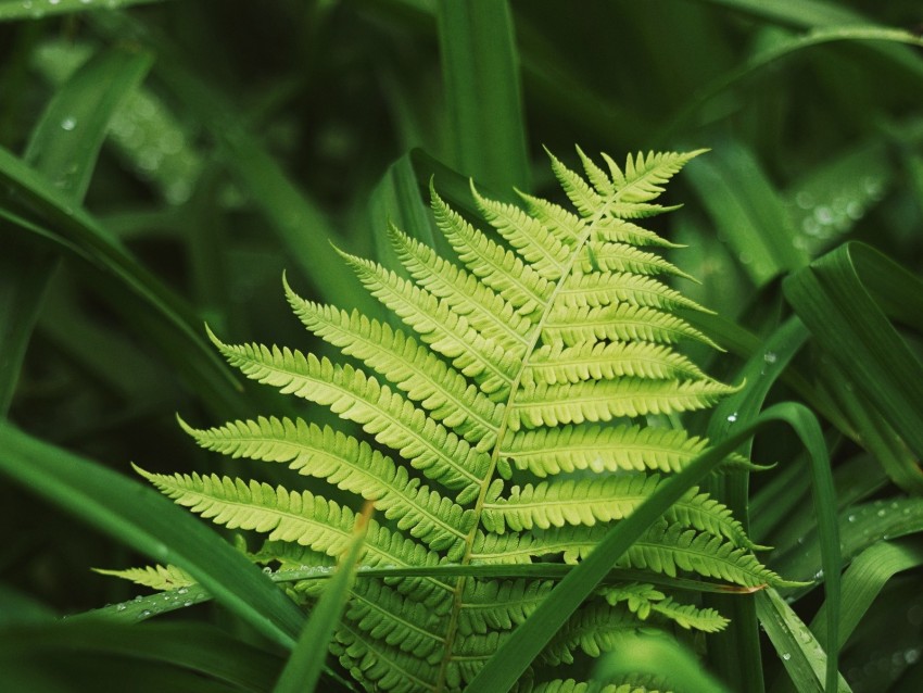 Free download | HD PNG fern leaves grass plants green dew 4k wallpaper ...