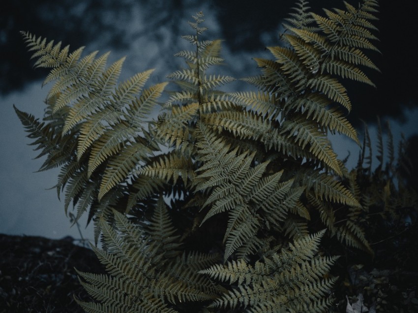 Free download | HD PNG fern plant green wild nature 4k wallpaper | TOPpng