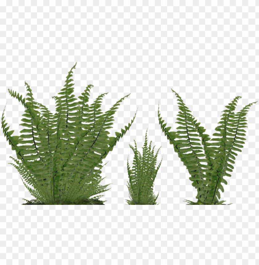 Free download | HD PNG fern png svg freeuse stock ground plant PNG ...