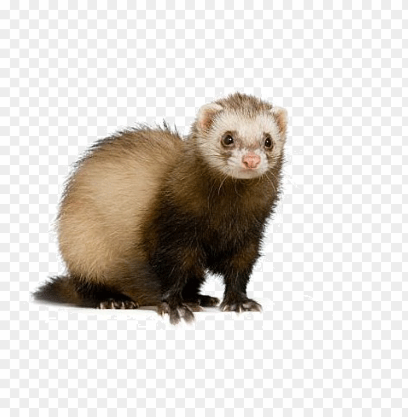 Free download | HD PNG ferret standing with thick fur and black eyes ...