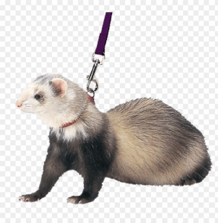 Free download | HD PNG ferret on a leash standing with one paw lifted ...