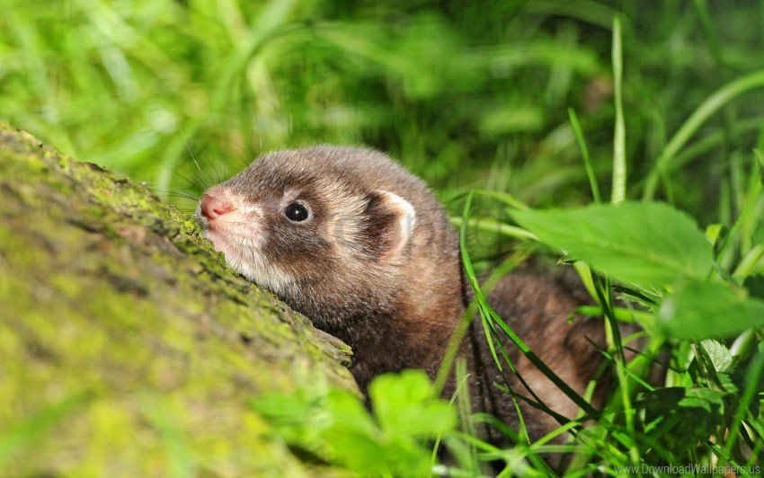 Free download | HD PNG ferret grass lurk muzzle wallpaper background ...