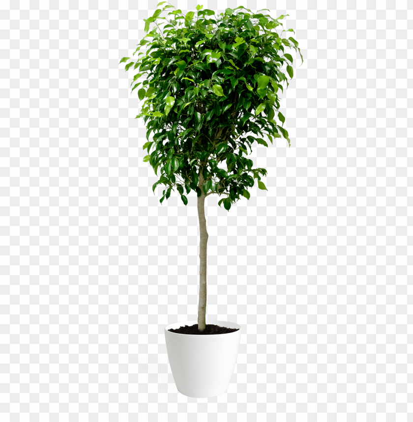 Free download | HD PNG ficus benjamina fig trees PNG transparent with ...