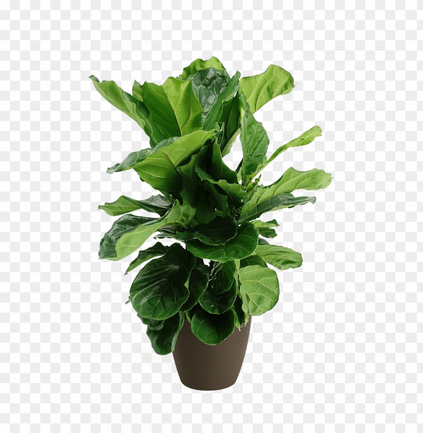 Free download | HD PNG ficus lyrata small bush ficus lyrata bush PNG ...