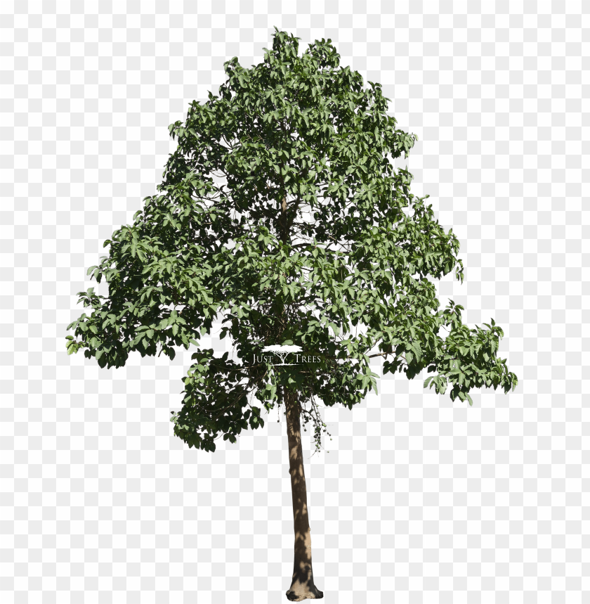 Free download | HD PNG ficus sur tree transparent PNG transparent with ...