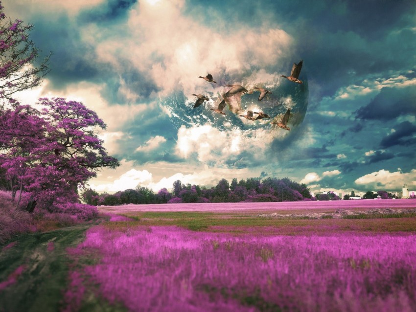 Free download | HD PNG field birds photoshop flight sky grass 4k ...