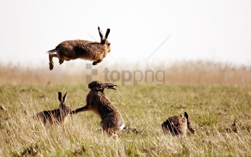 Free download | HD PNG field grass hares jump wallpaper background best ...