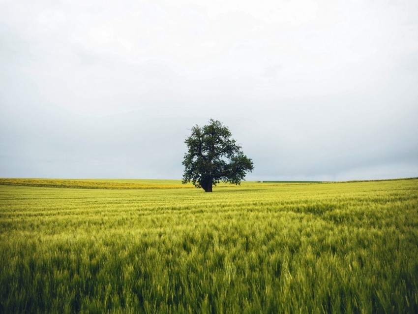 Free download | HD PNG field tree lonely landscape nature 4k wallpaper ...