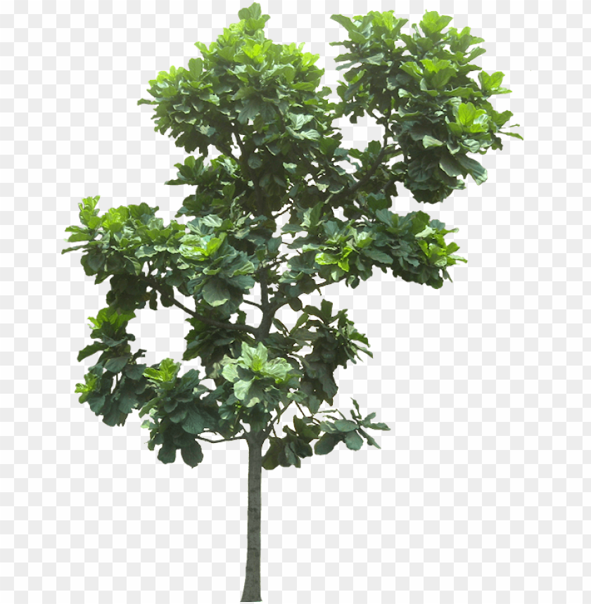 Free download | HD PNG fig tree PNG transparent with Clear Background ...