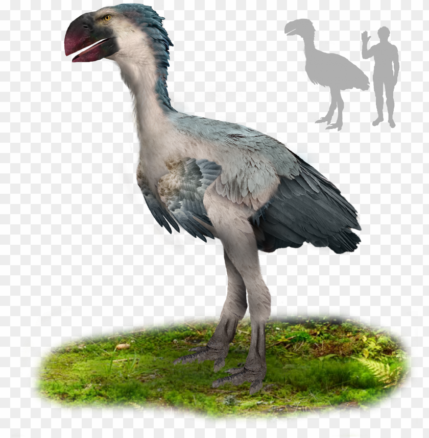 Free download | HD PNG file gastornis gastornis bird PNG transparent ...
