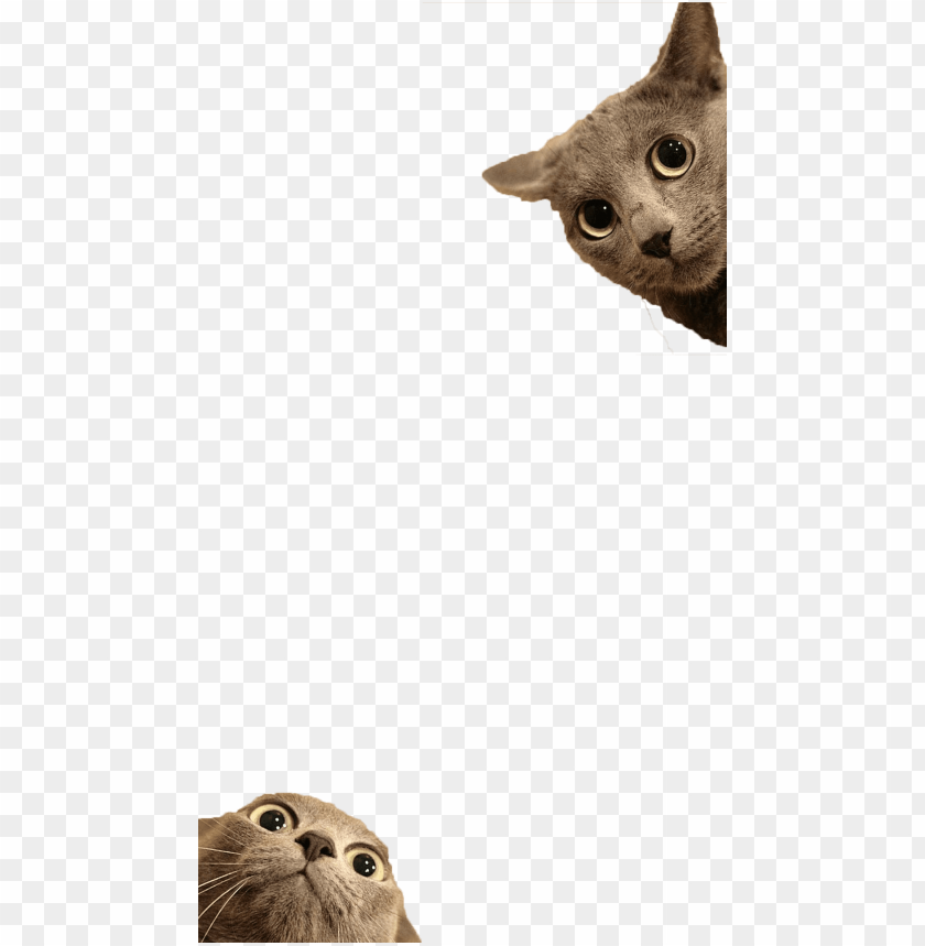 Free download | HD PNG filter by smikkelbeer snapprefs transparent cat ...