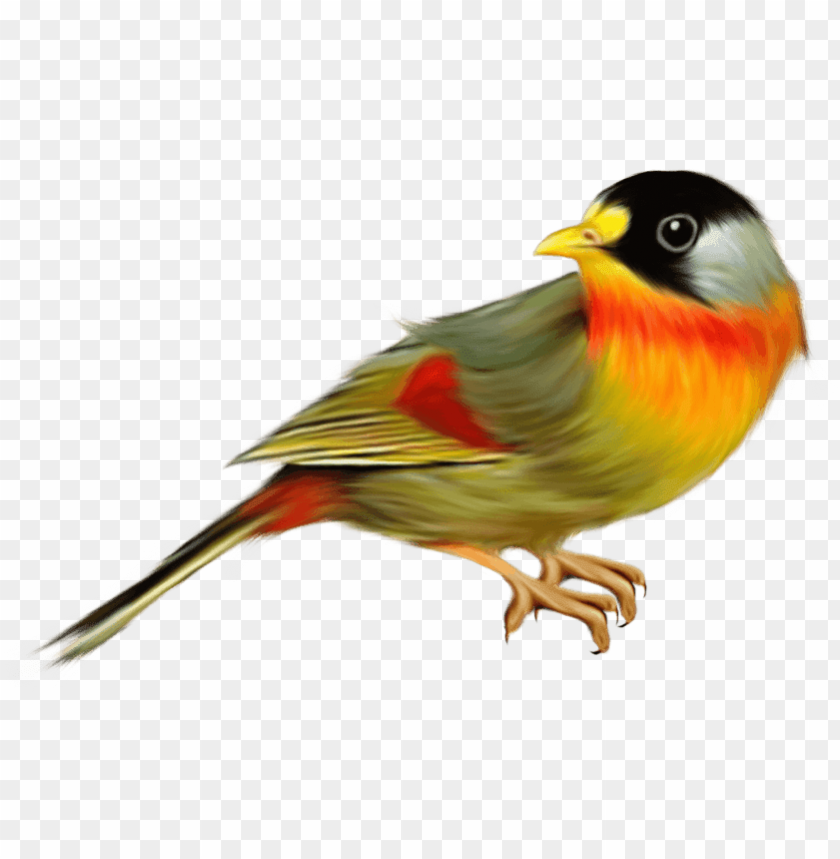 Free download | HD PNG finch bird PNG transparent with Clear Background ...