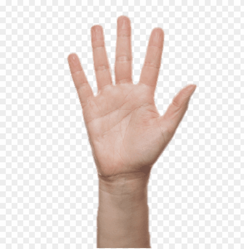 Free download | HD PNG finger counting five copy PNG transparent with ...