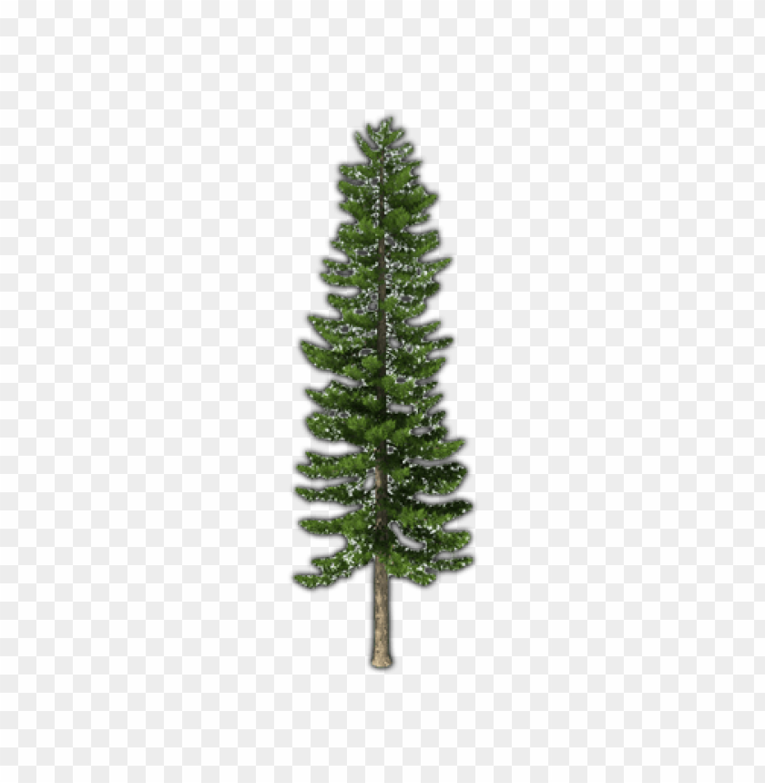 Free download | HD PNG PNG image of single tall pine tree png with a ...