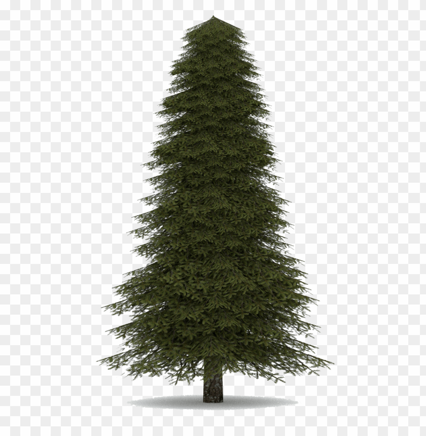 Free download | HD PNG PNG image of fir tree with a clear background ...