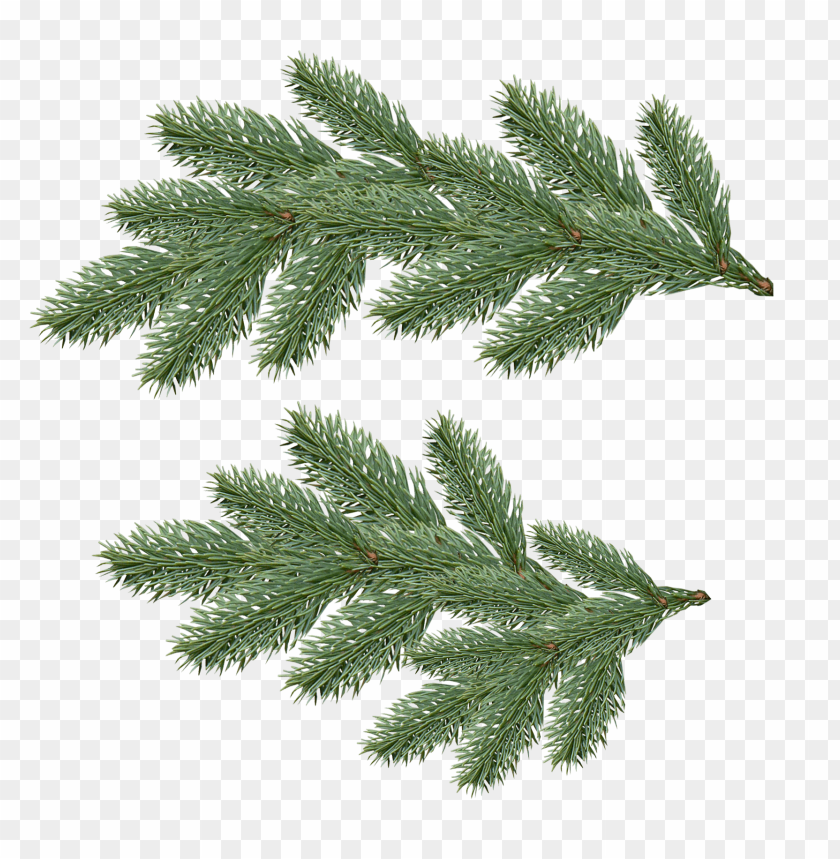 Free download | HD PNG fir tree branch set illustration clipart png ...
