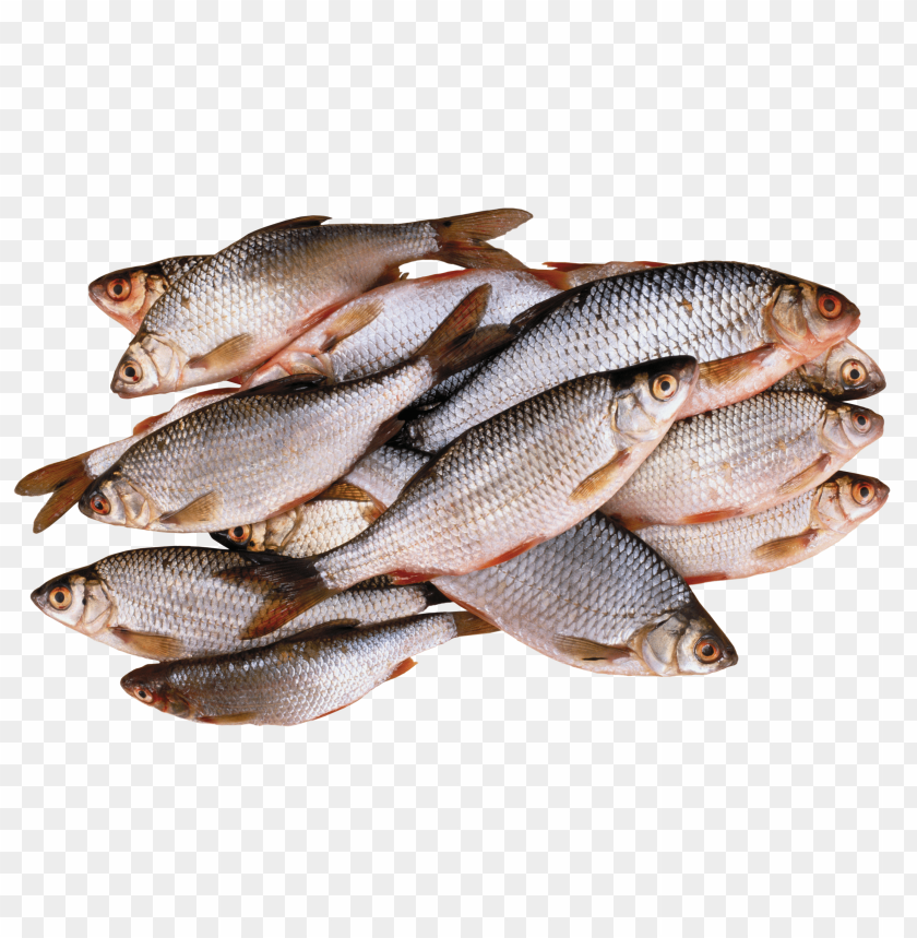 Free download | HD PNG pile of small fish with shiny scales png | TOPpng