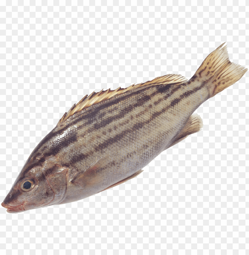 Free download | HD PNG yellow fish with striped body and sharp fins png ...