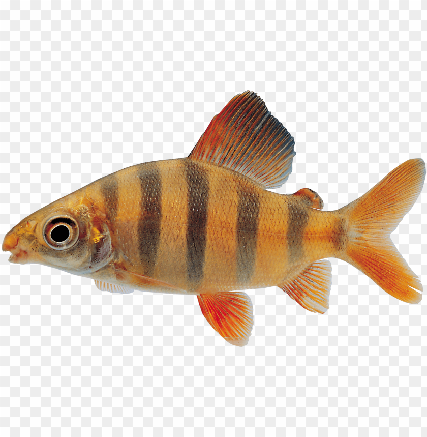 Free download | HD PNG yellow fish with black stripes and bright fins ...