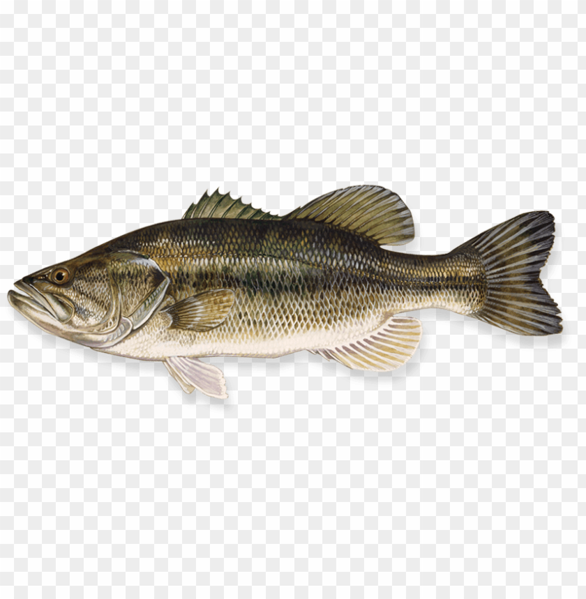 Free download | HD PNG large green fish with textured scales and sharp ...