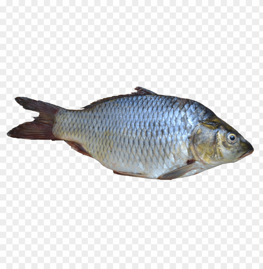Flat Fish Png cutout PNG & clipart images | TOPpng
