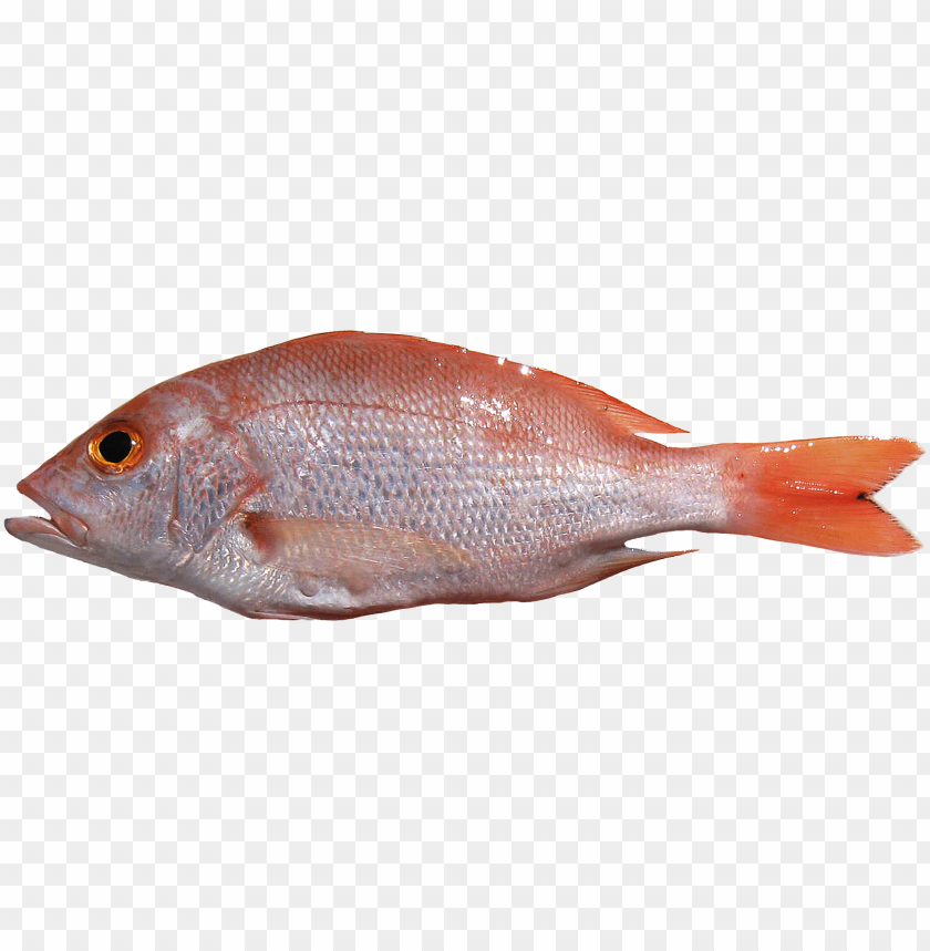 Free download | HD PNG red fish with round body and detailed scales png ...