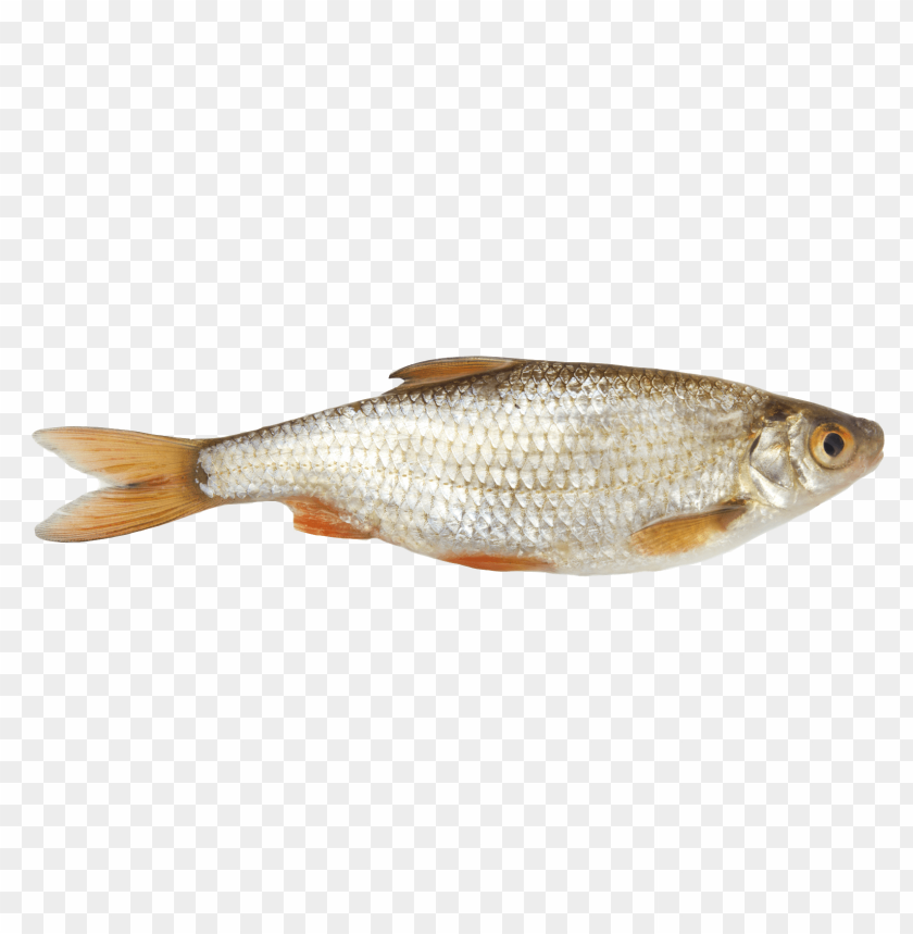 Free download | HD PNG round fish with orange body and smooth texture ...