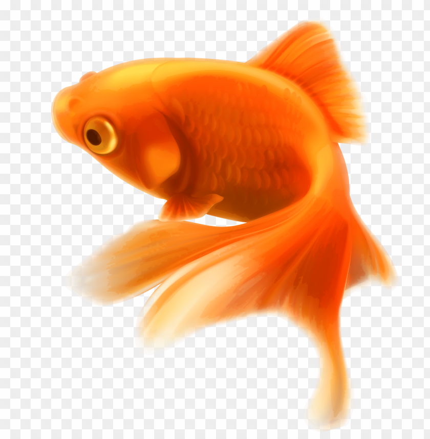 Free download | HD PNG bright orange goldfish with flowing fins png ...