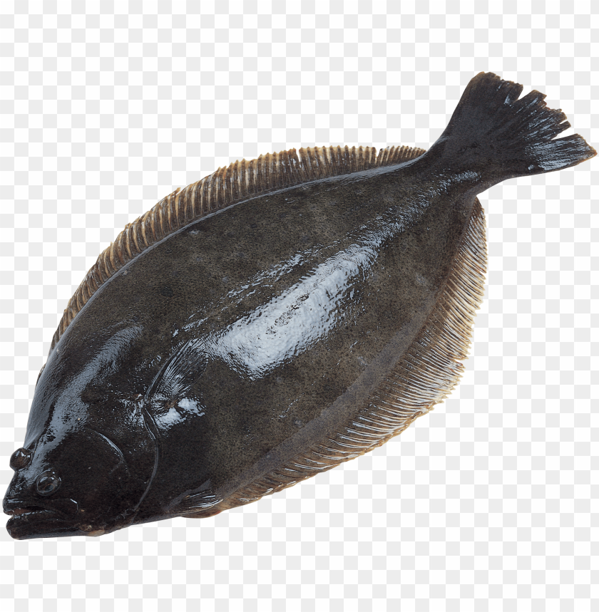Free download | HD PNG flat grey fish with dark stripes and sleek body ...