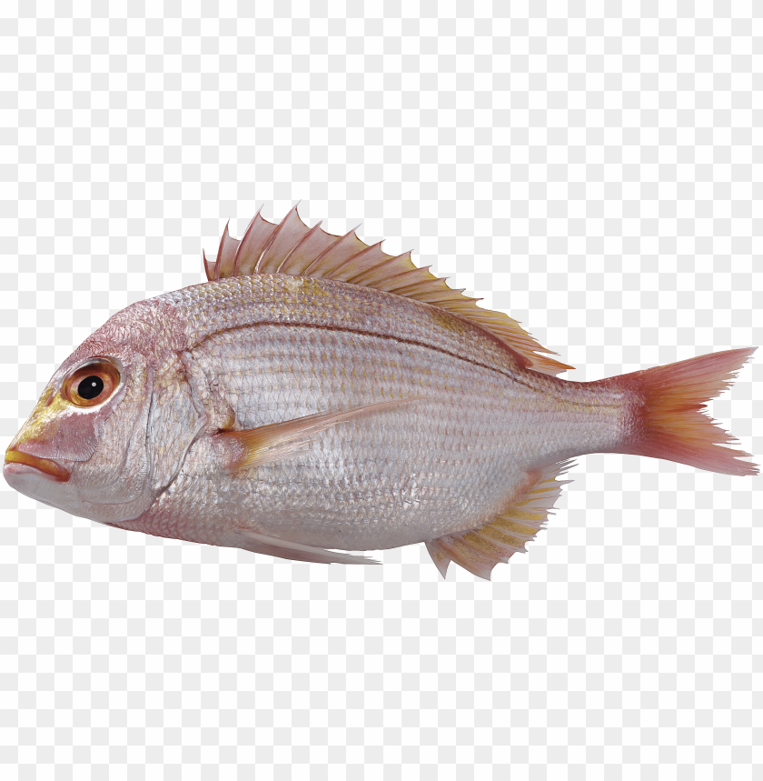 Free download | HD PNG pink fish with round body and sharp tail png ...