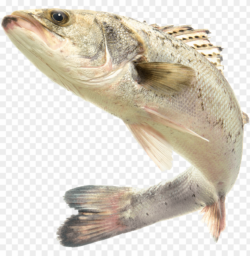 Free download | HD PNG large fish with wide mouth and detailed scales ...