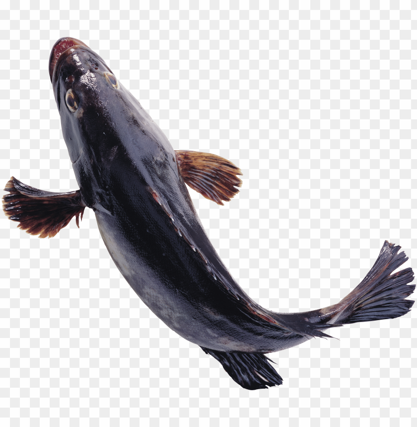 Free download | HD PNG black fish with a long body and sharp fins png ...