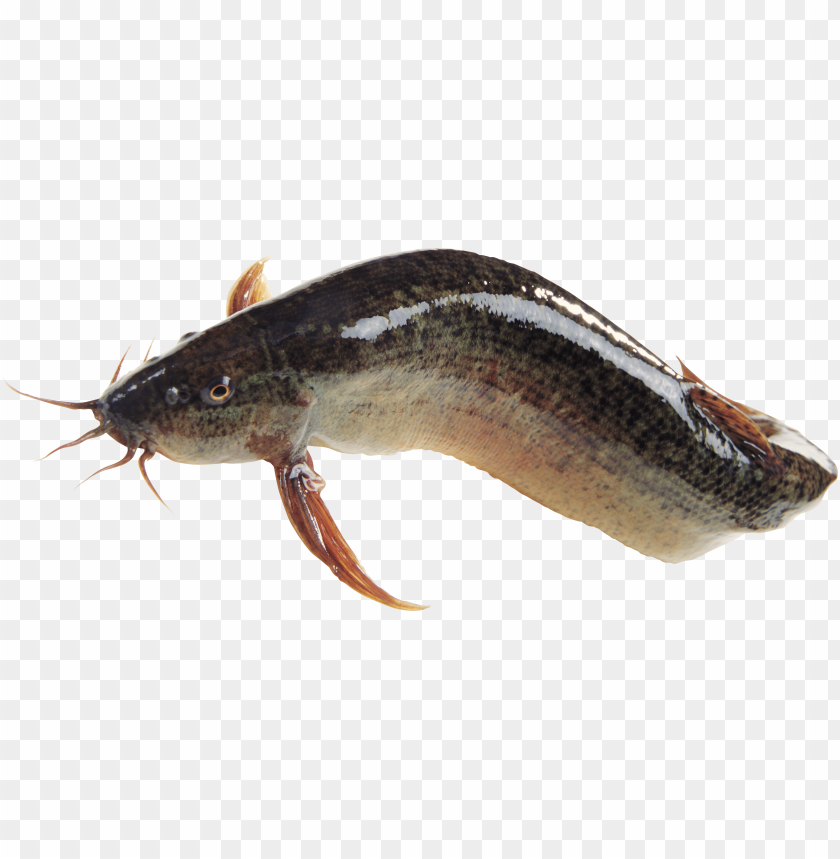 Free download | HD PNG long fish with smooth body and sharp fins png ...