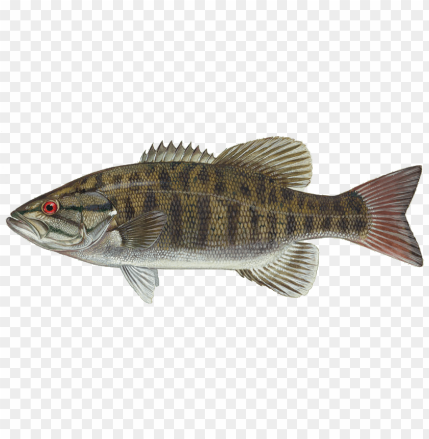 Free download | HD PNG fish | TOPpng