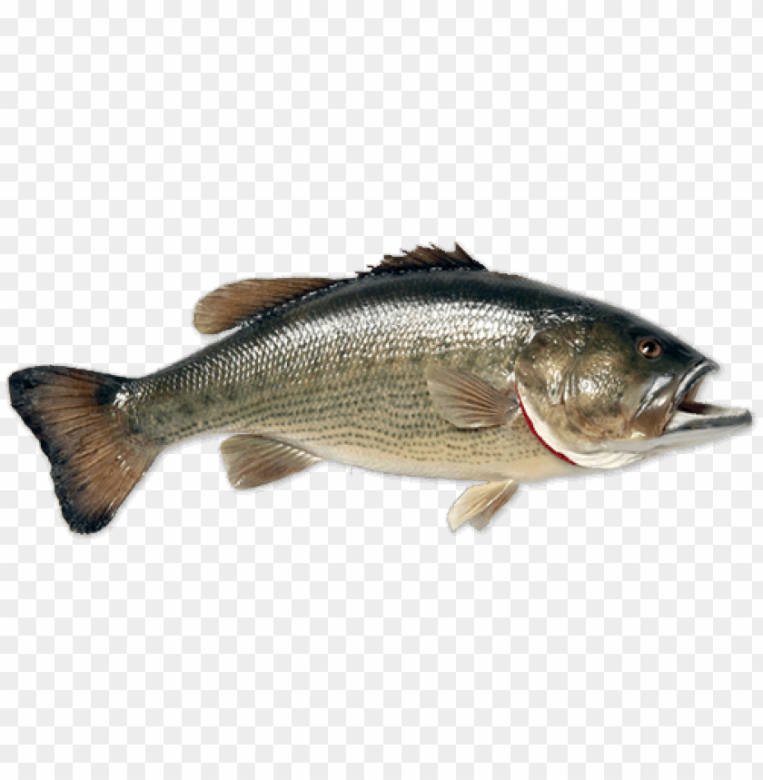 Free download | HD PNG fish with detailed scales and wide body png | TOPpng