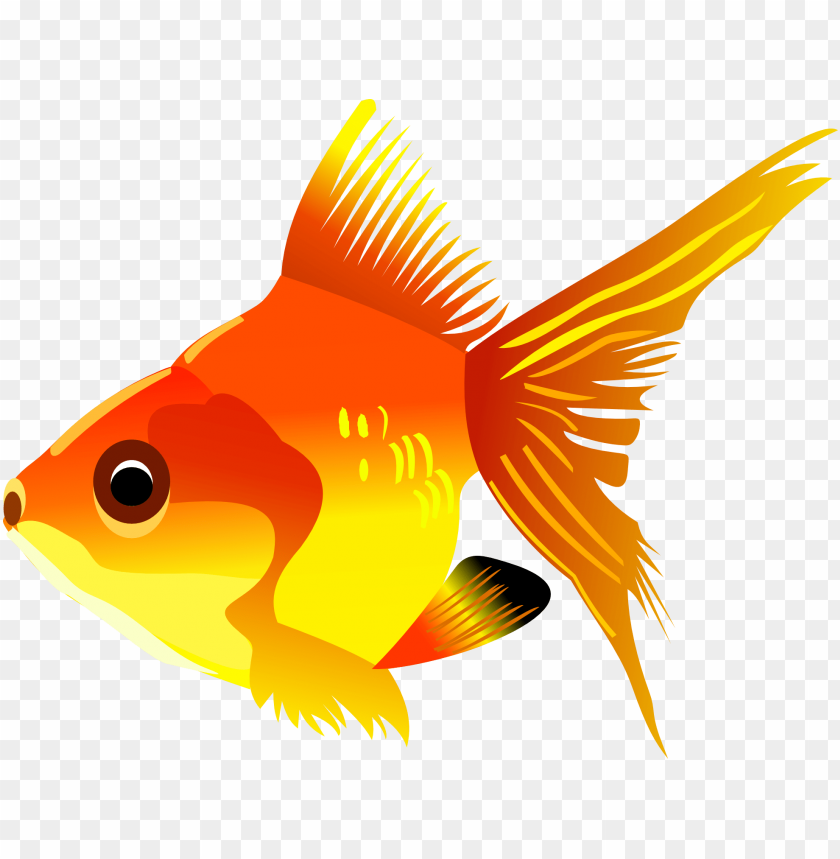 Free download | HD PNG orange fish with long fins and bright colors png ...