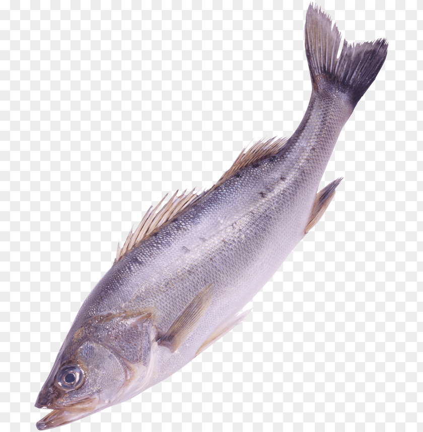 Free download | HD PNG silver fish with elongated body and pointed fins ...