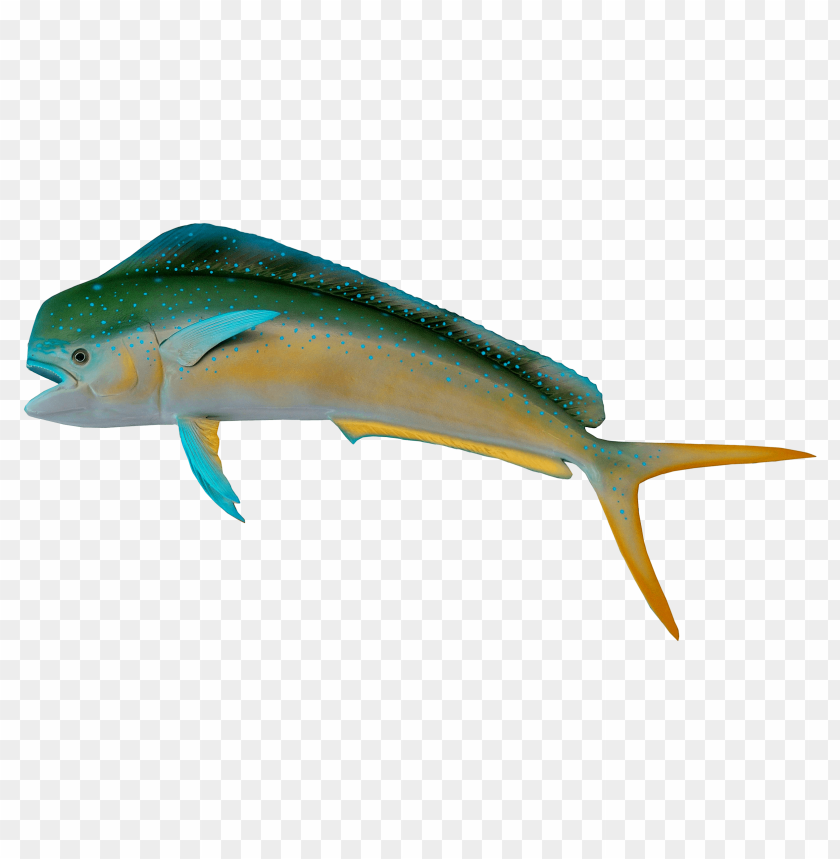 Free download | HD PNG mahi mahi fish swimming png | TOPpng