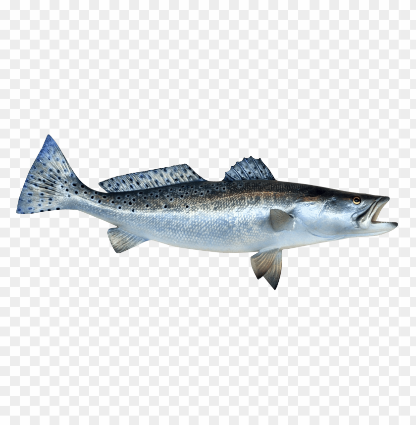 Free download | HD PNG striped bass fish swimming png | TOPpng