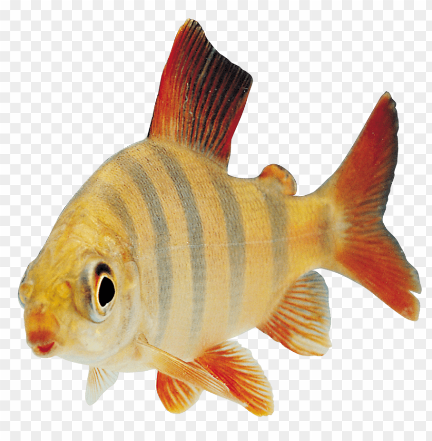 Free download | HD PNG fish PNG transparent with Clear Background ID ...