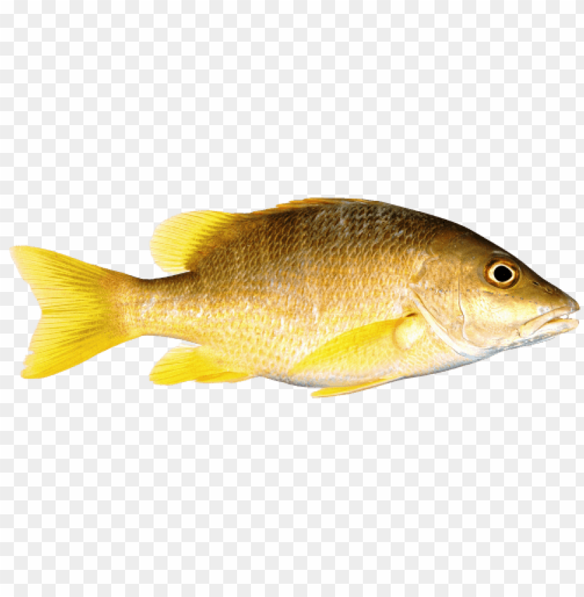 Free download | HD PNG fish PNG transparent with Clear Background ID ...