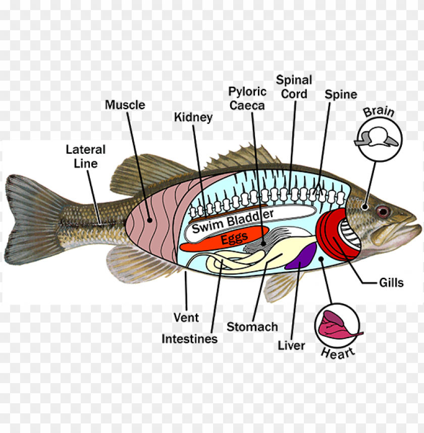 Free download | HD PNG fish anatomy anatomy of a fish PNG transparent ...