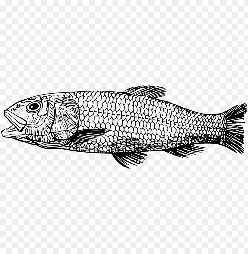 Free download | HD PNG fish drawing PNG transparent with Clear ...